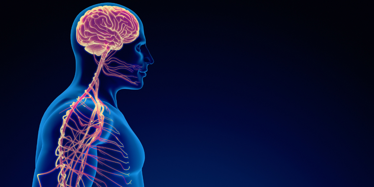 Which Vitamin B Is Best for Nerve Repair — Core Med Science